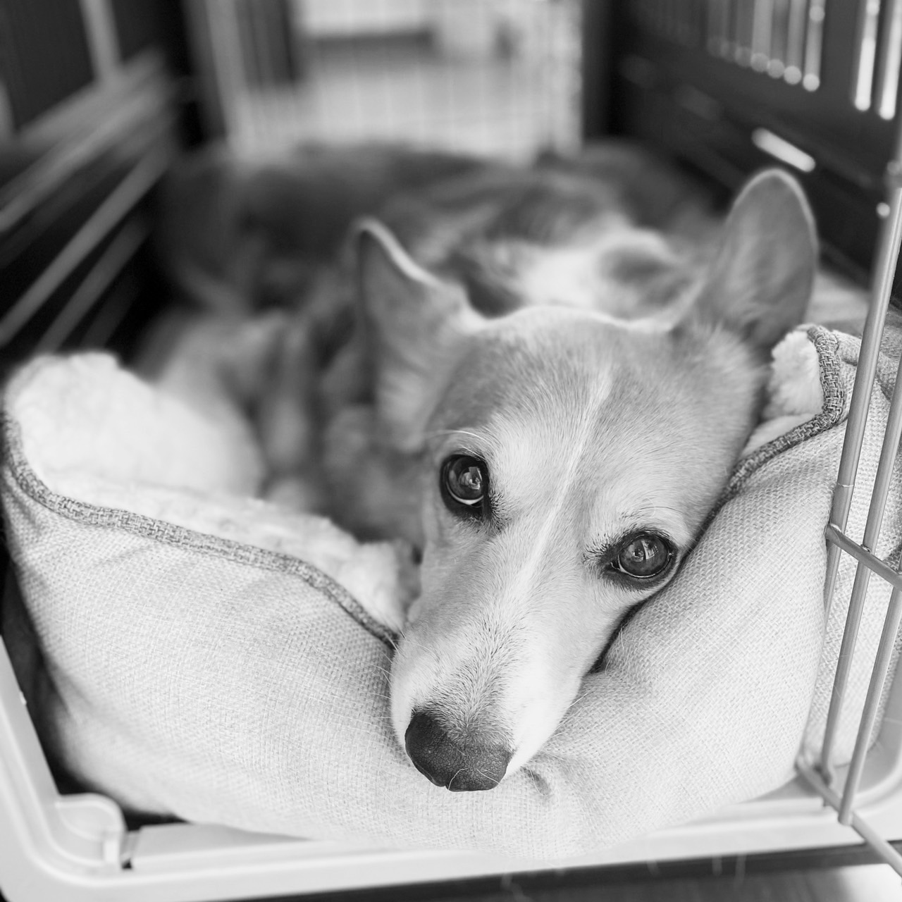 眠いよ～～zzz | DOG ESTHE CHANTY